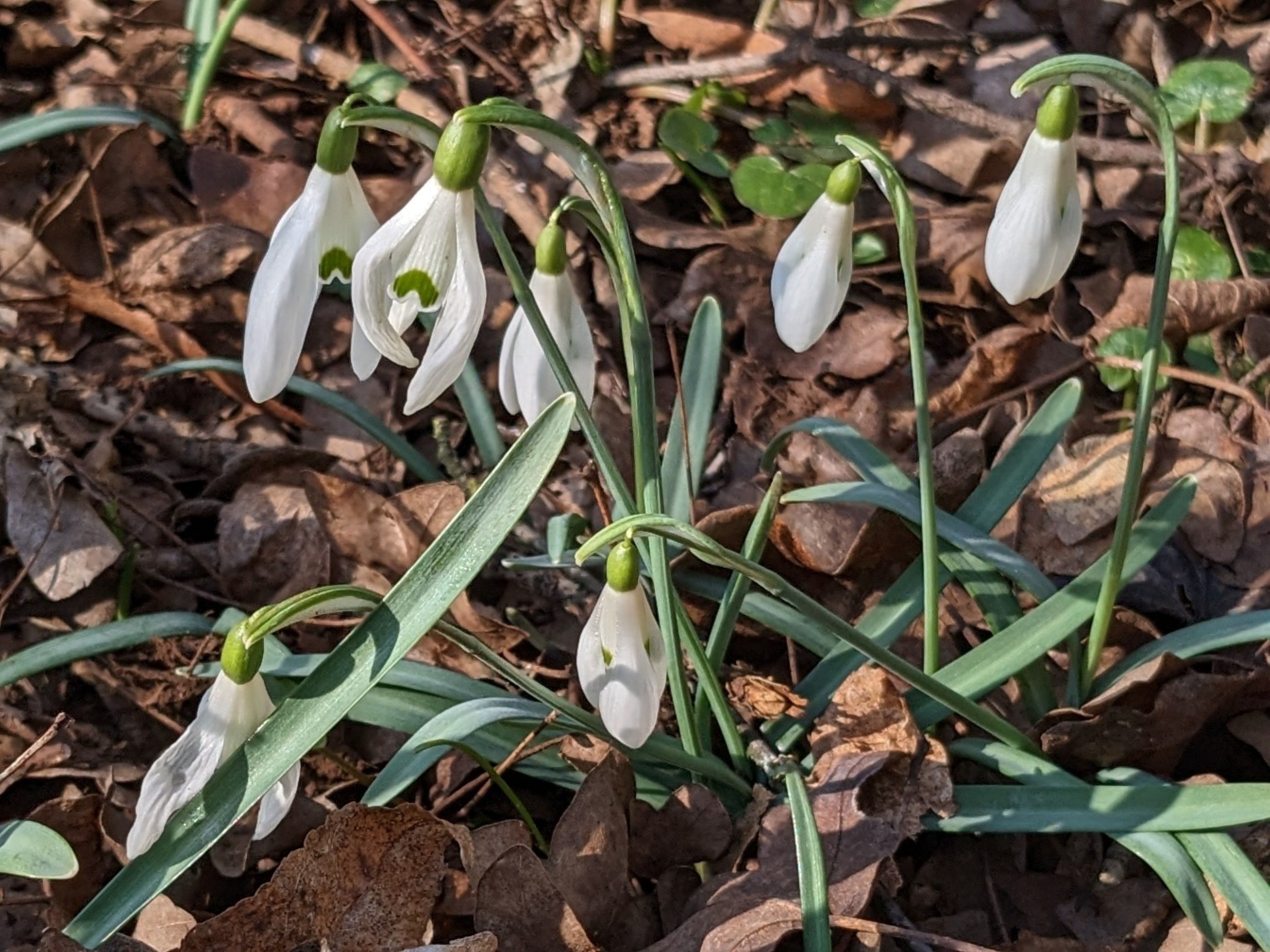 Perce-neige – Nervures et Entailles